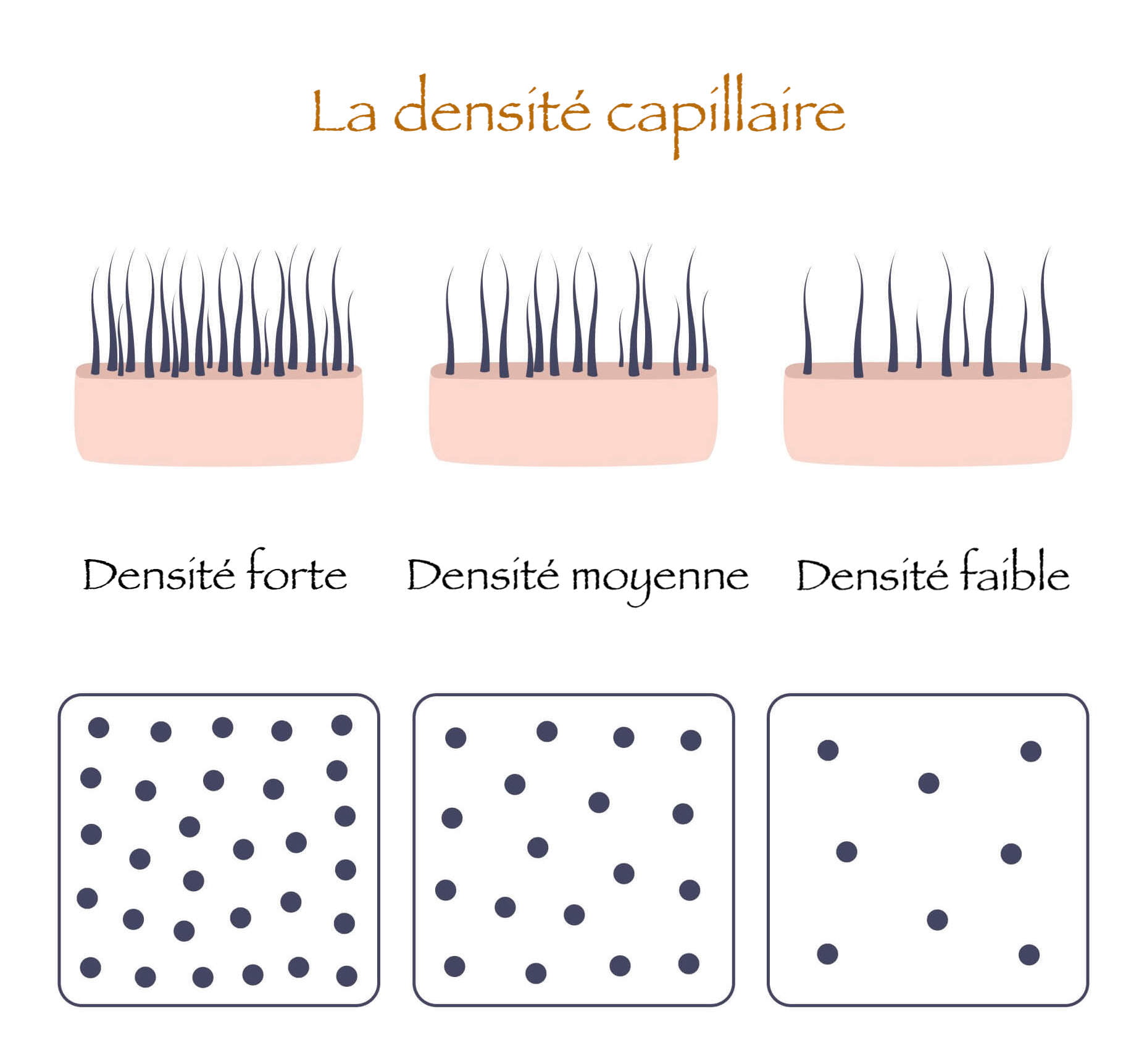 Densité de cheveux VS Épaisseur de cheveux - Belas & Crespas